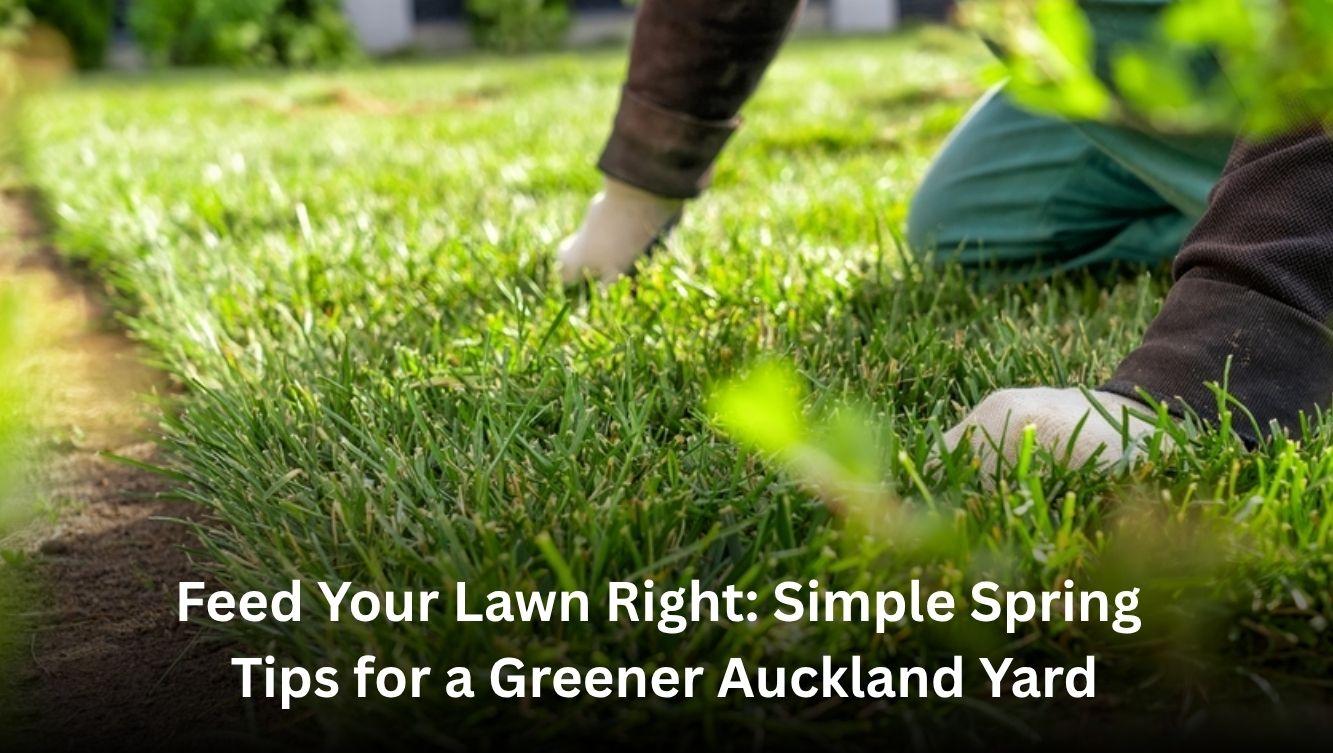 Feed Your Lawn Right: Simple Spring Tips for a Greener Auckland Yard