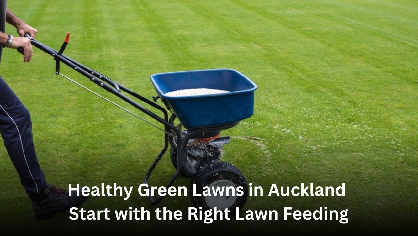 Healthy Green Lawns in Auckland Start with the Right Lawn Feeding